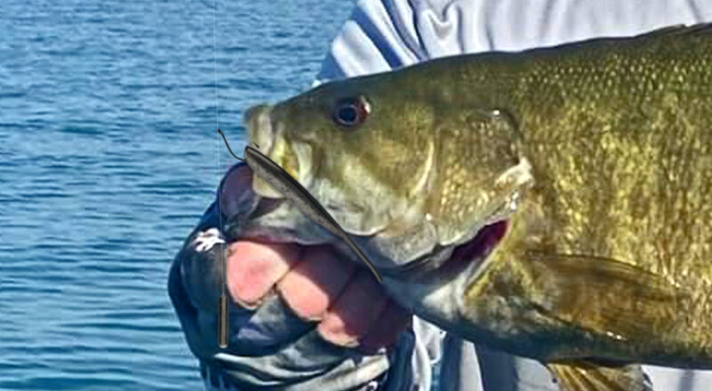 Professional Grade Fishing Products - Lures & Baits You Demand
