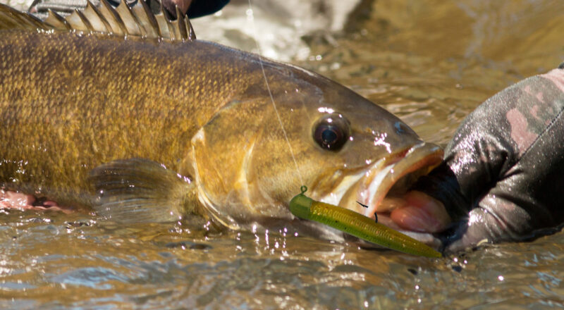 Professional Grade Fishing Products - Lures & Baits You Demand