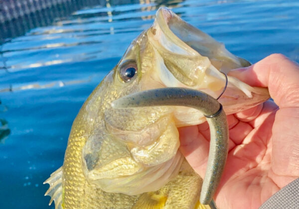 Red Angle Fishing's Wiggle Stick - The Best Stick Bait