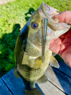 12 Best Bass Fishing Lures and Baits For 2025