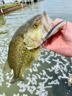 12 Best Bass Fishing Lures and Baits For 2025